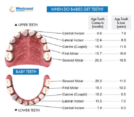Deciduous Teeth (Baby Teeth) When They Come & When They Go